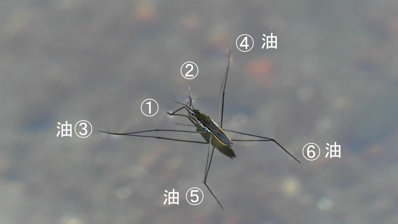 身近すぎて意外と知らないアメンボの不思議な生活～さあ近くの水辺へアメンボに会いに行こう～ | SAITAMAリバーサポーターズ